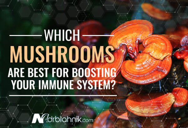 Which Mushrooms Are Best for Boosting Your Immune System?
