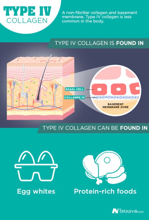 How Many Types of Collagen Are There and What Are They?