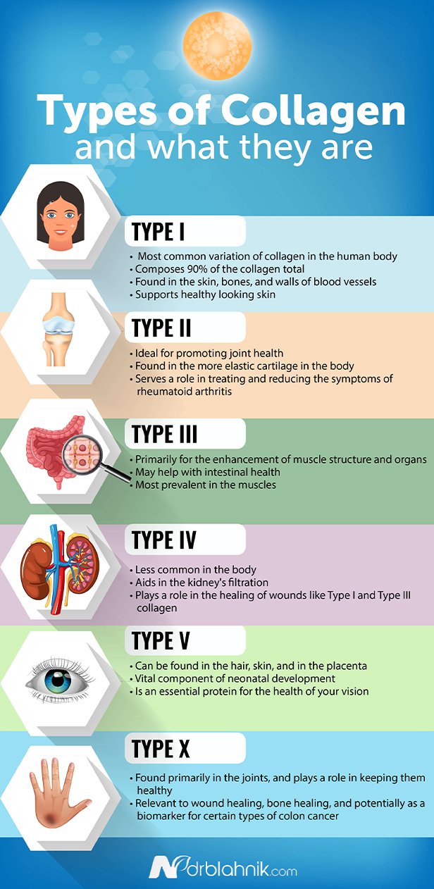 How Many Types of Collagen Are There and What Are They?