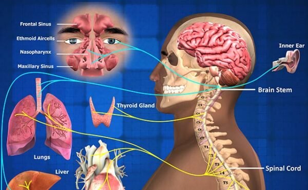 SpinalSpa : rapid, reliable BACK PAIN relief - Ortho Integrative Medicine
